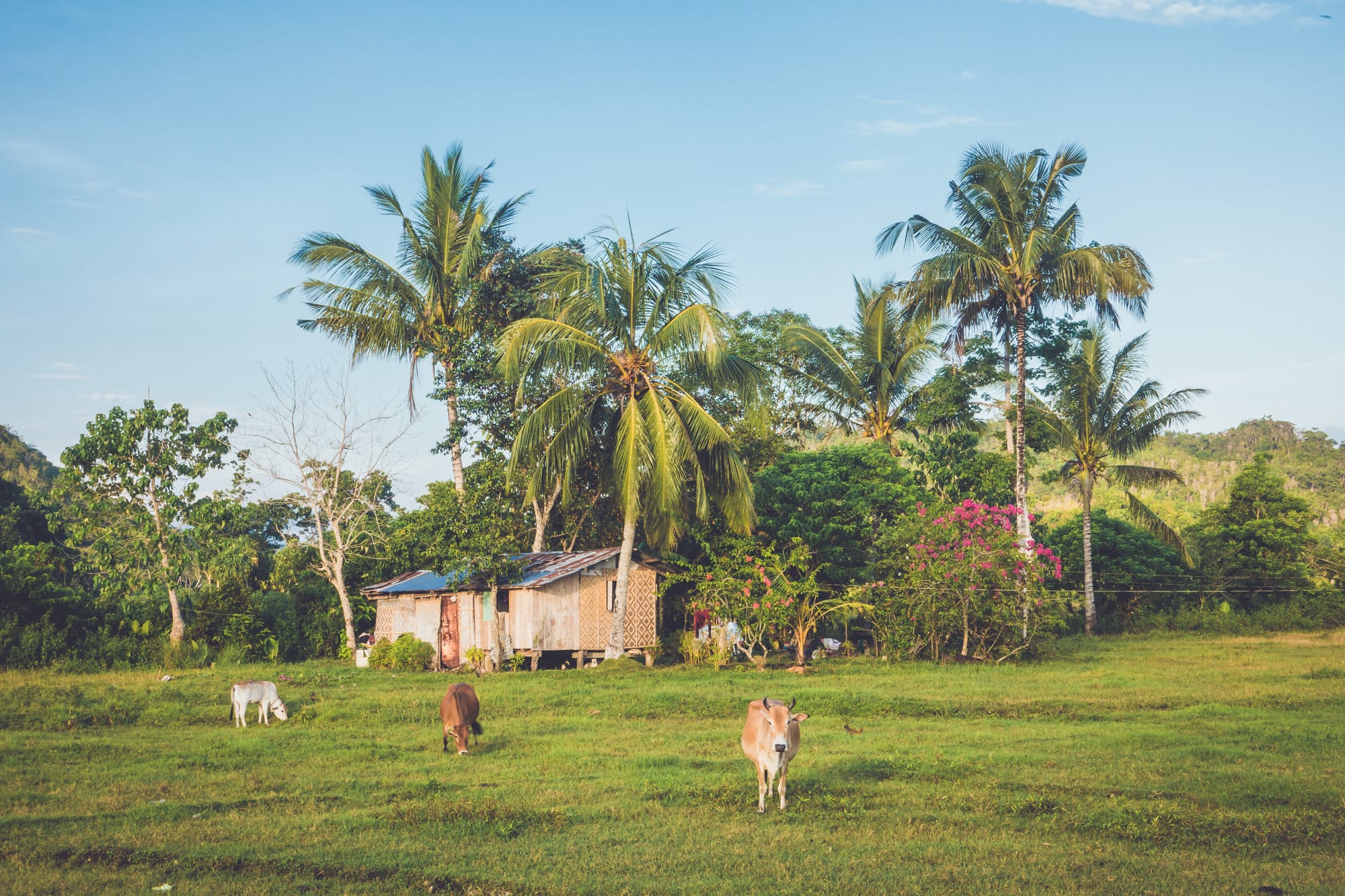 Mini Travel Guide for Bohol in the Philippines - Travelrebels