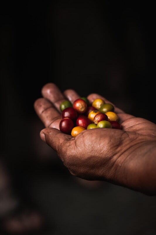 What to do in Boquete? 10 Tips! - Travelrebels