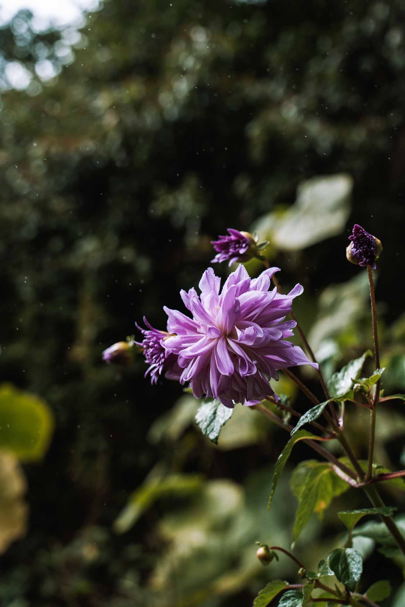 What to do in Boquete? 10 Tips! - Travelrebels