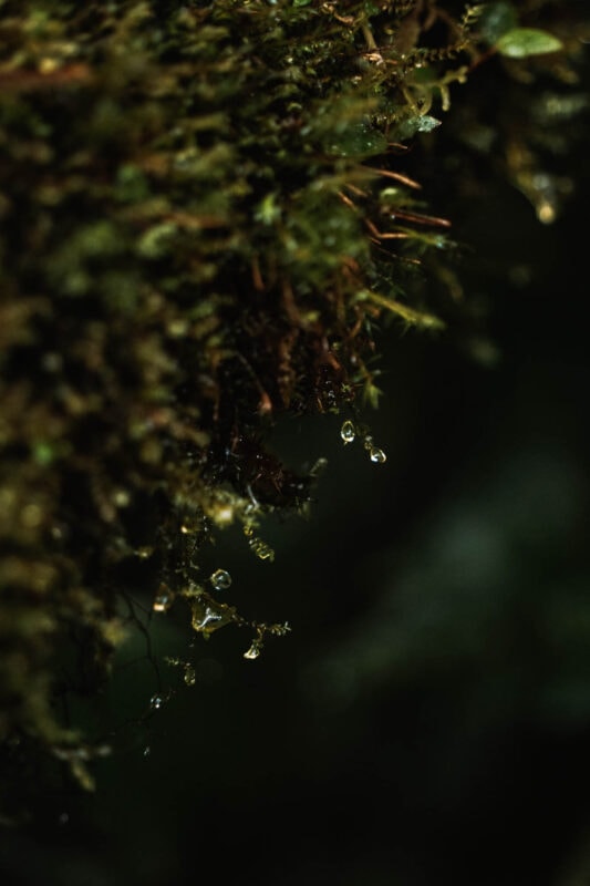 What to do in Boquete? 10 Tips! - Travelrebels