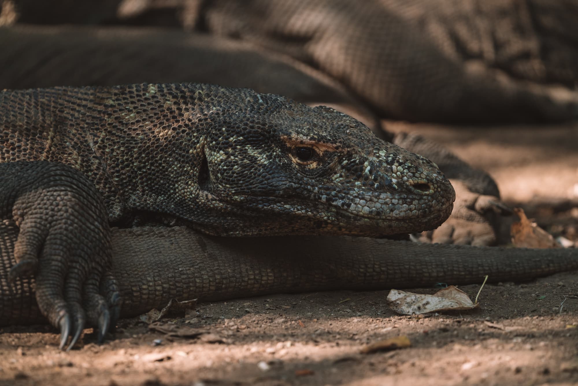Things to Do when Island Hopping at the Komodo Islands