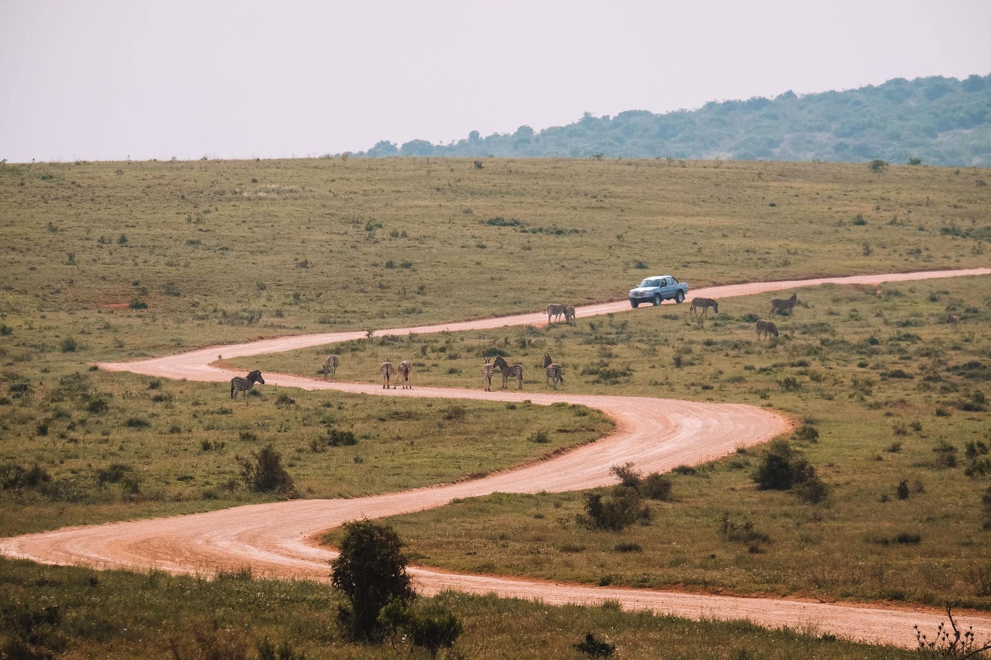 3 Tips for Visiting Addo Elephant Park - TRAVELREBELS