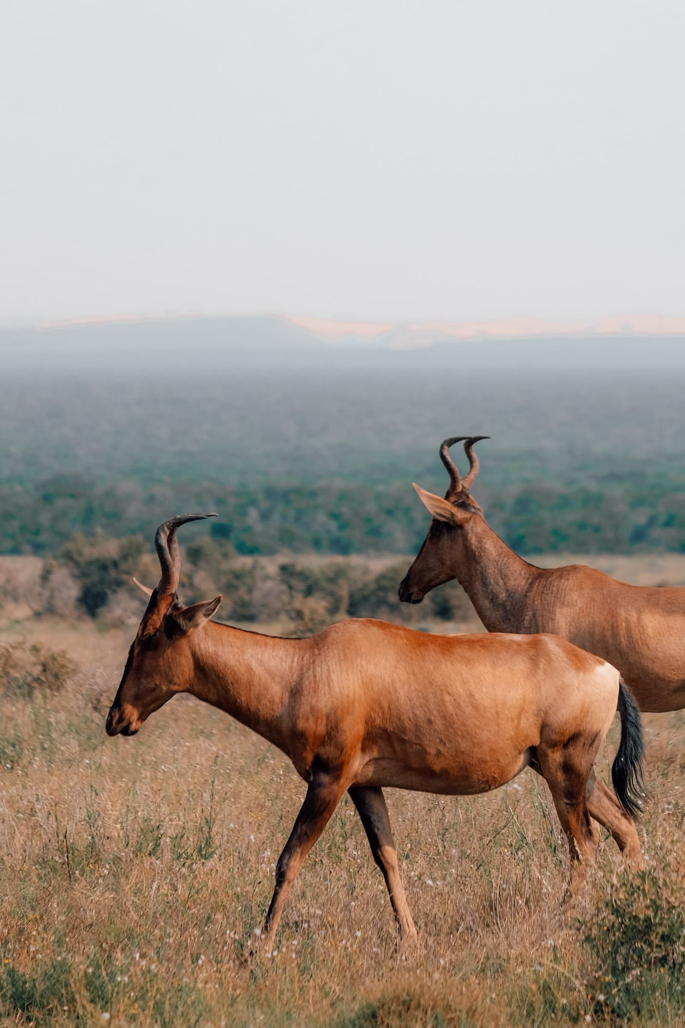 3 Tips for Visiting Addo Elephant Park - TRAVELREBELS