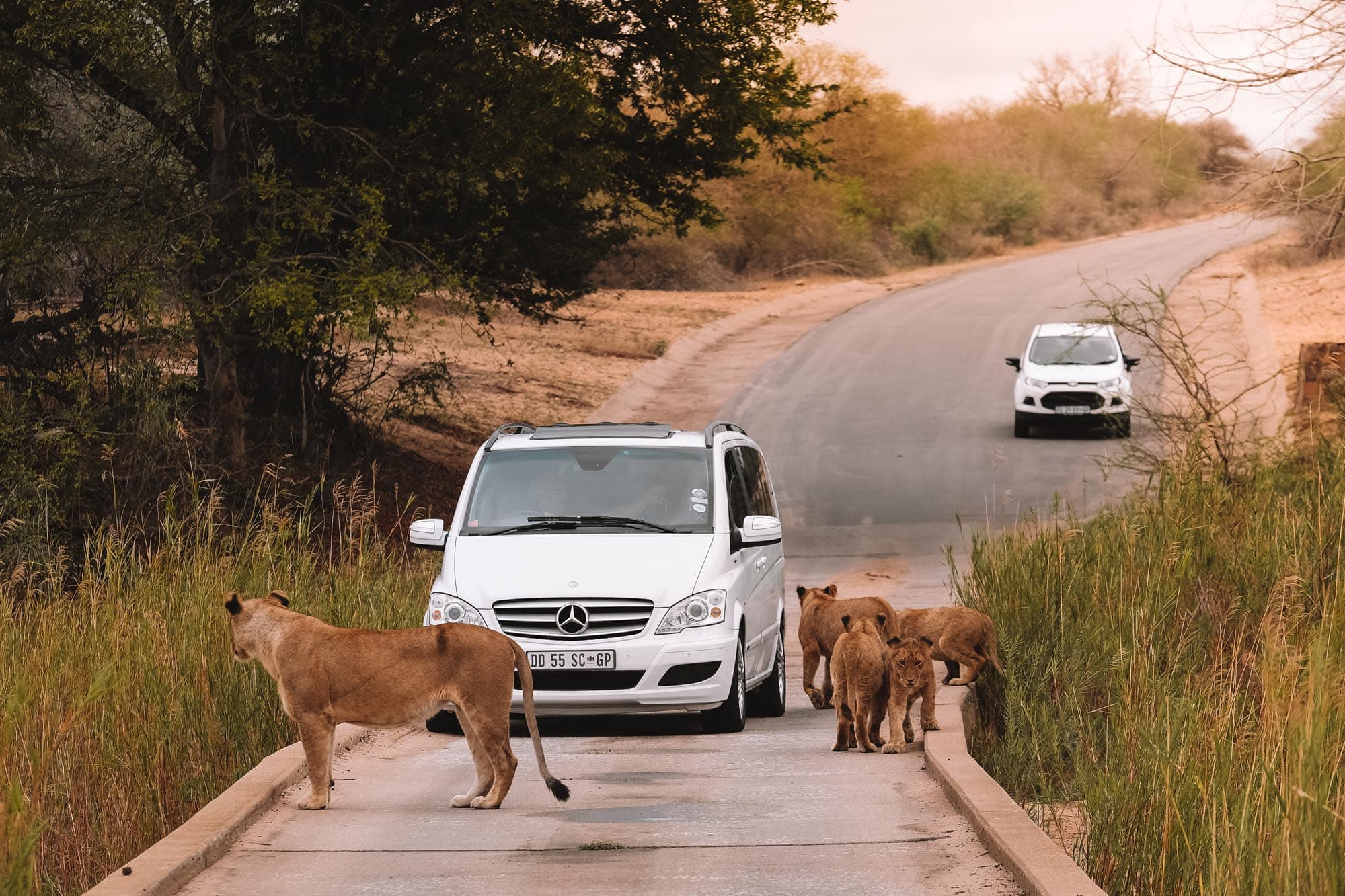 7 Tips for Visiting Kruger National Park - TRAVELREBELS