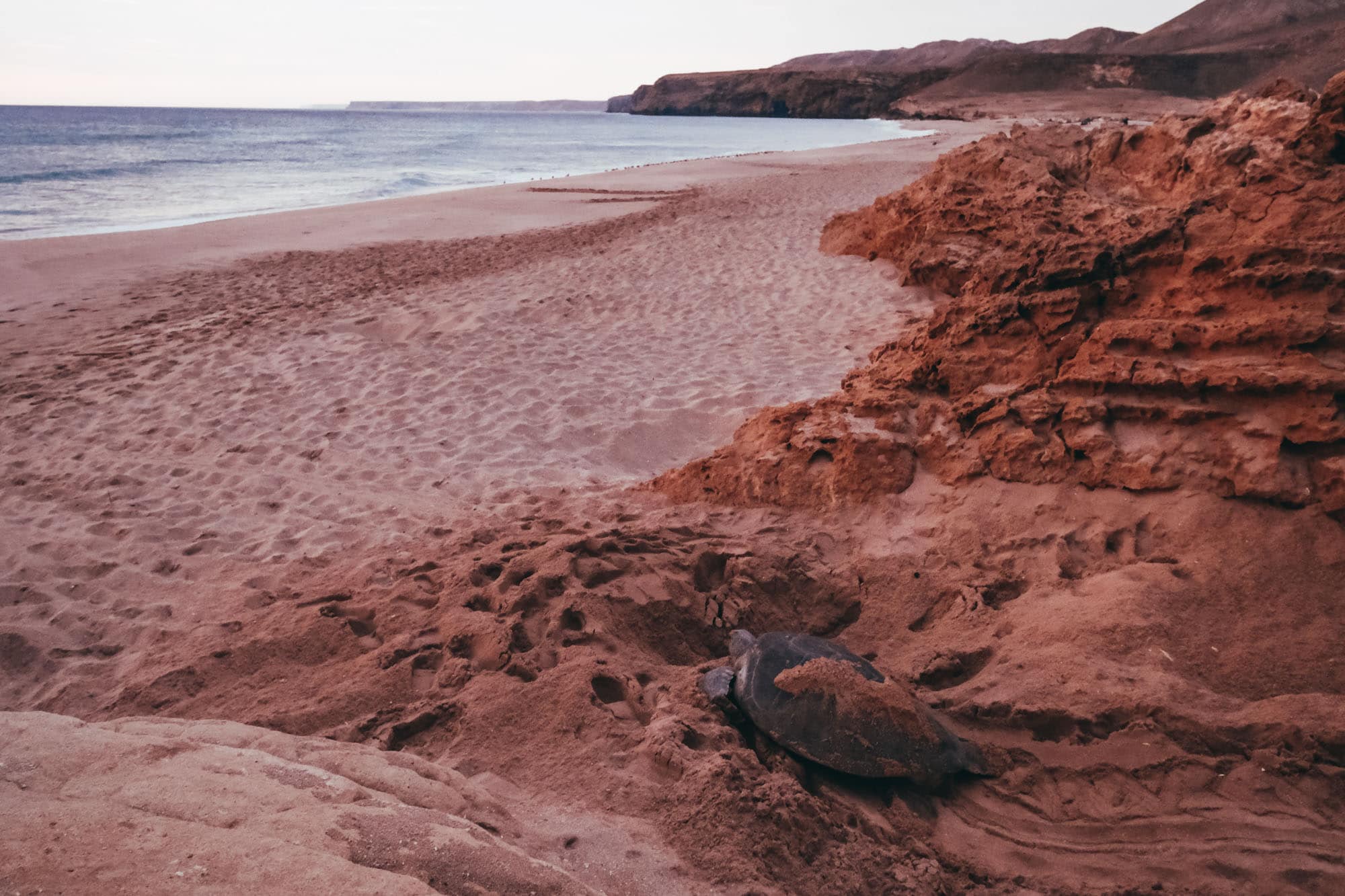 Must Do: Sea Turtle Spotting at in Oman - TRAVELREBELS