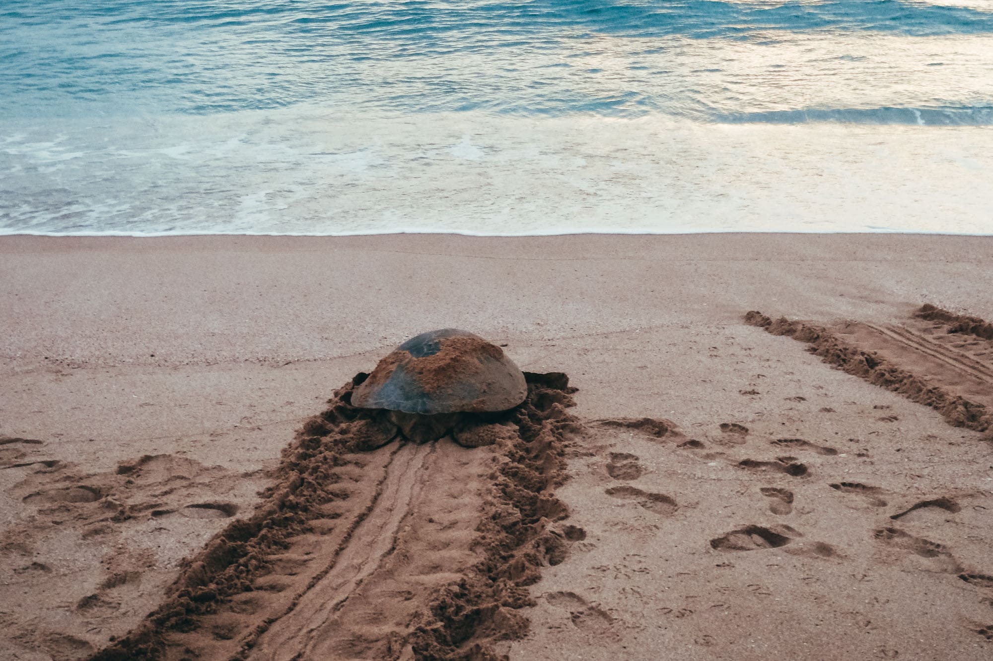 Must Do: Sea Turtle Spotting at in Oman - TRAVELREBELS