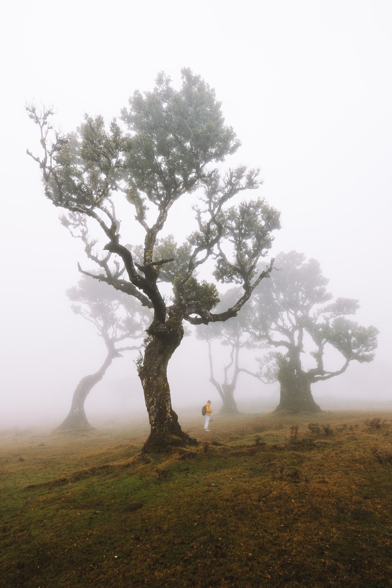Tips for the Mystical Fanal Forest in Madeira (Updated 2025)