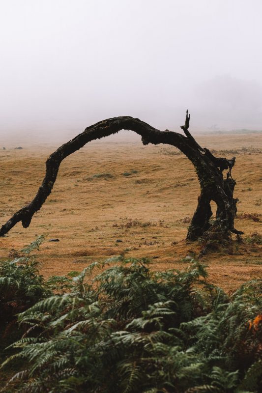 Tips for the Mystical Fanal Forest in Madeira (Updated 2025)