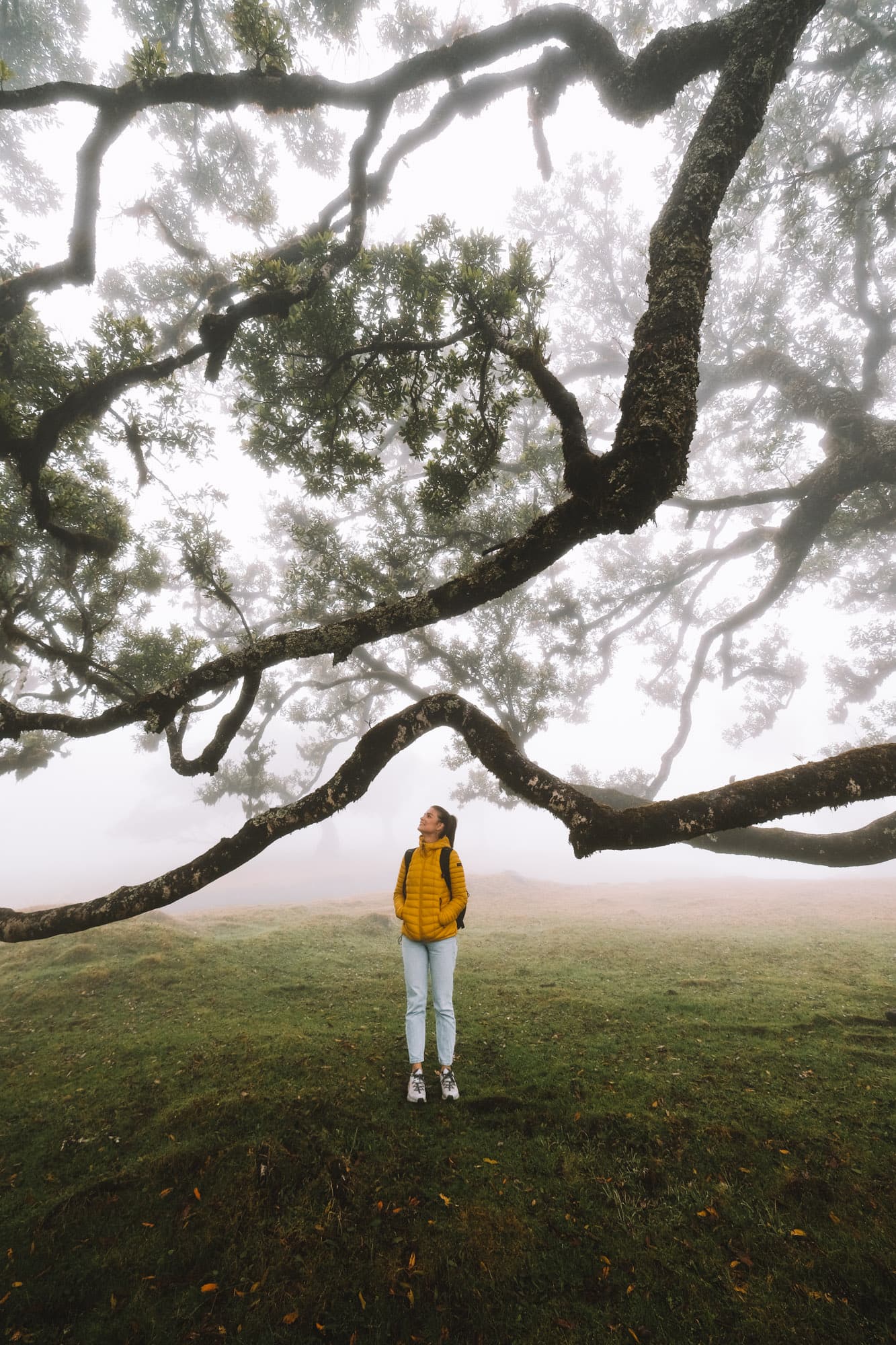 Tips for the Mystical Fanal Forest in Madeira (Updated 2025)