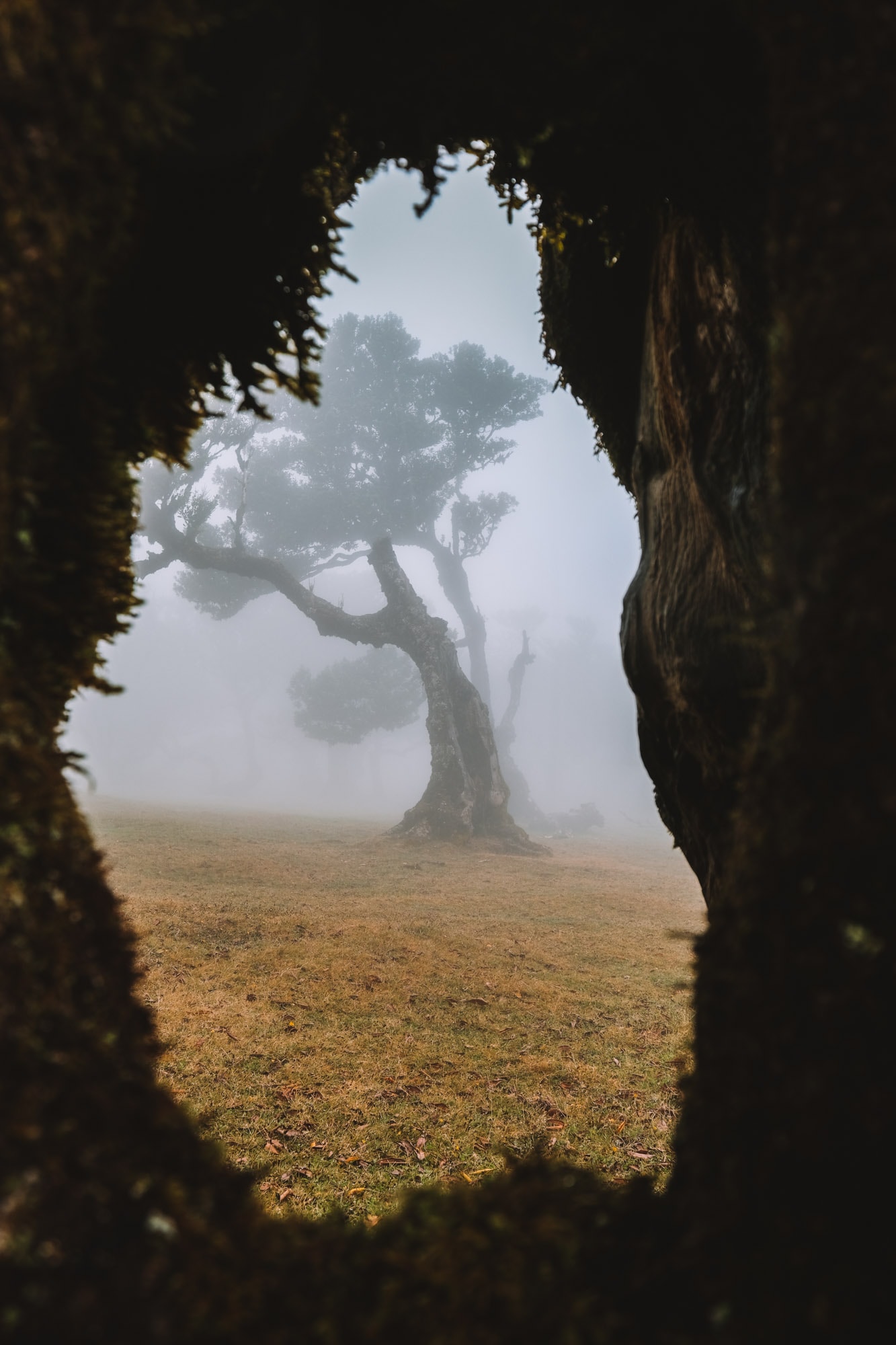 Tips for the Mystical Fanal Forest in Madeira (Updated 2025)