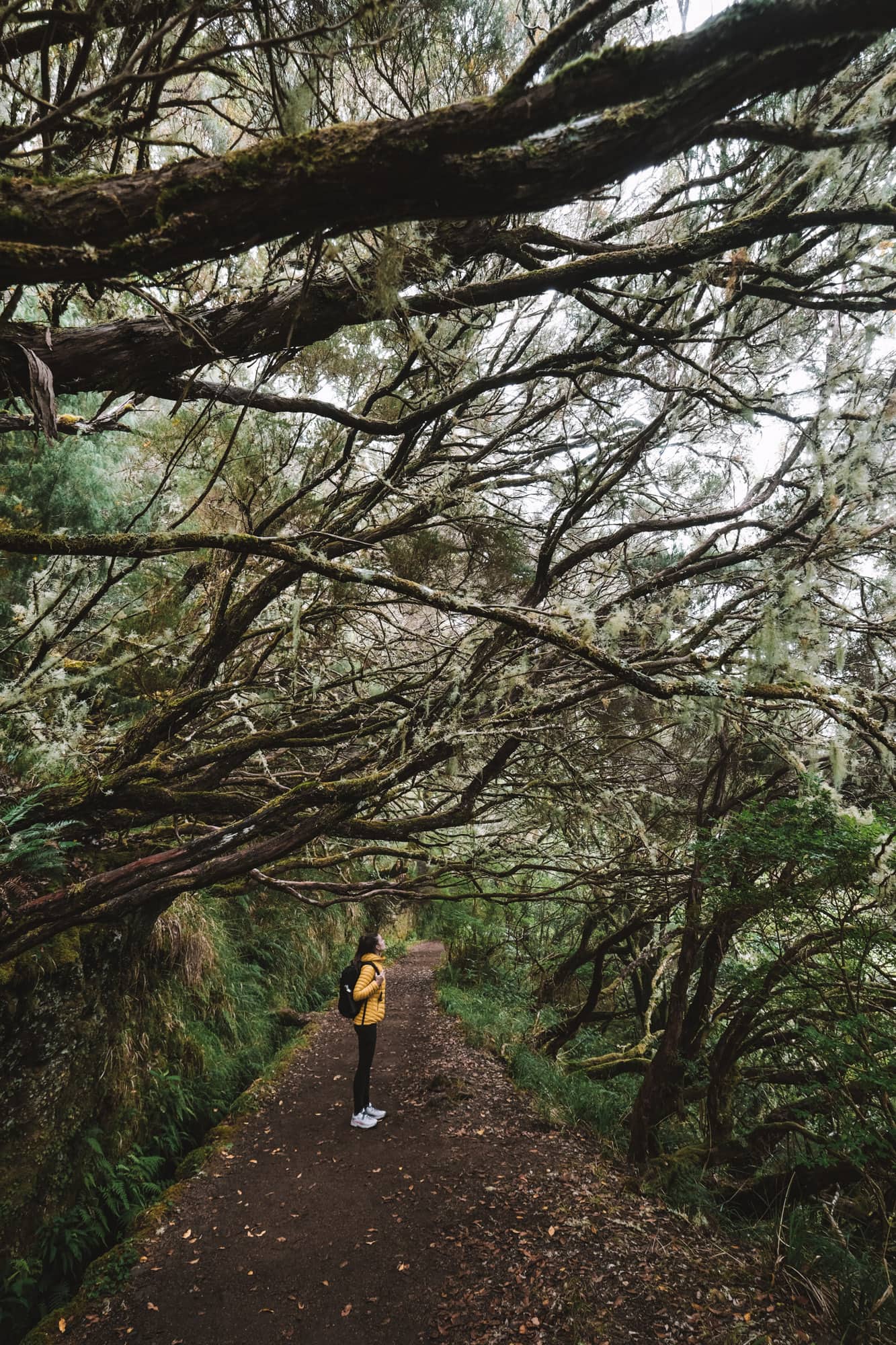 Tips for Hiking the PR6 25 Fontes & Waterfall on Madeira