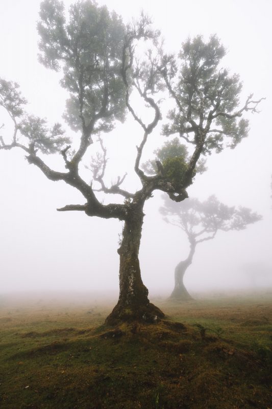 Tips for the Mystical Fanal Forest in Madeira (Updated 2025)