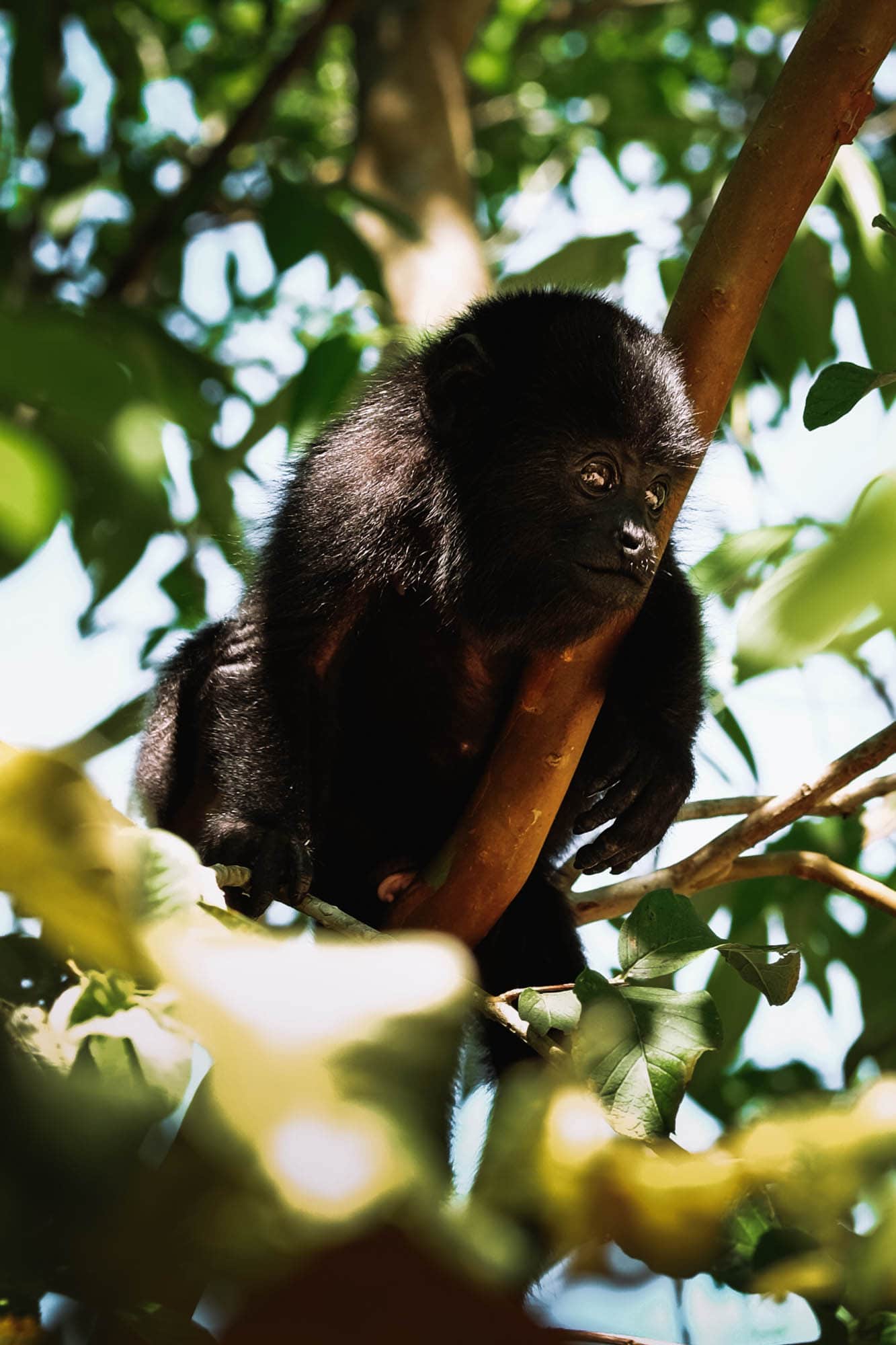 What to do in Palenque, Mexico? 5 Tips! - Travelrebels