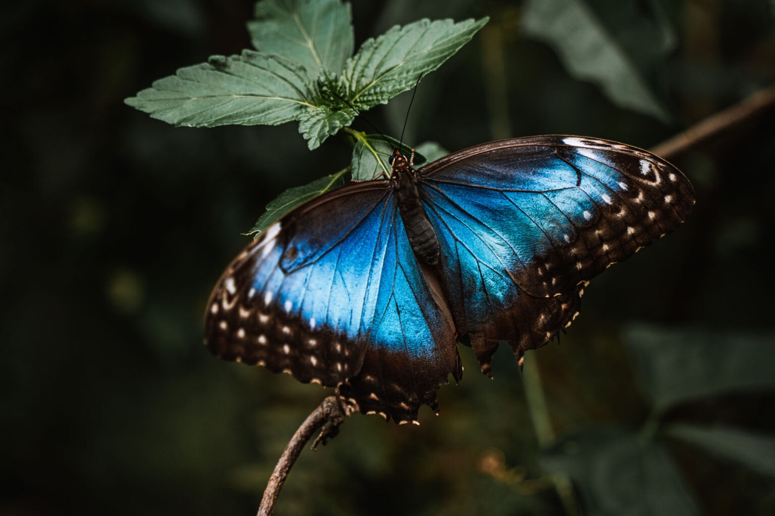 6 Things To Do in El Valle de Anton, Panama - TRAVELREBELS