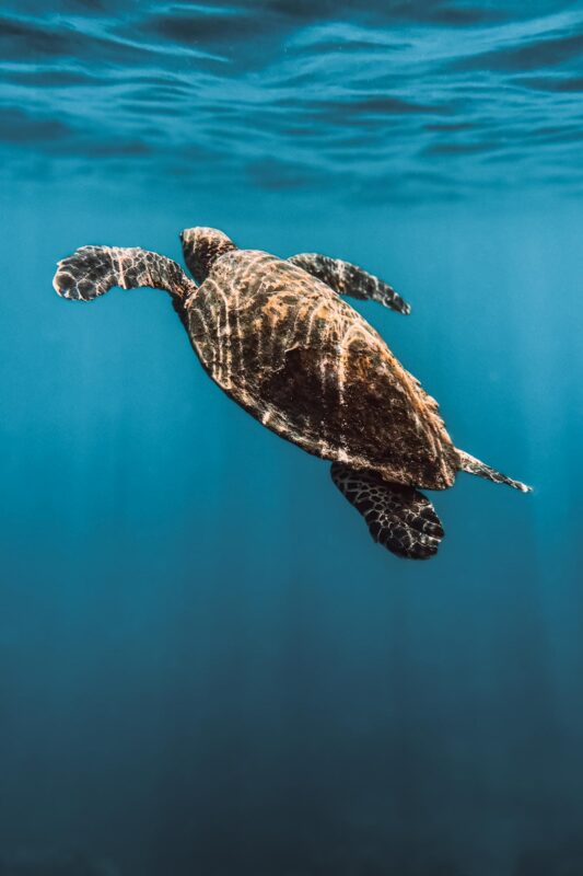 6 Tips for the Beautiful Drake Bay in Costa Rica - TRAVELREBELS