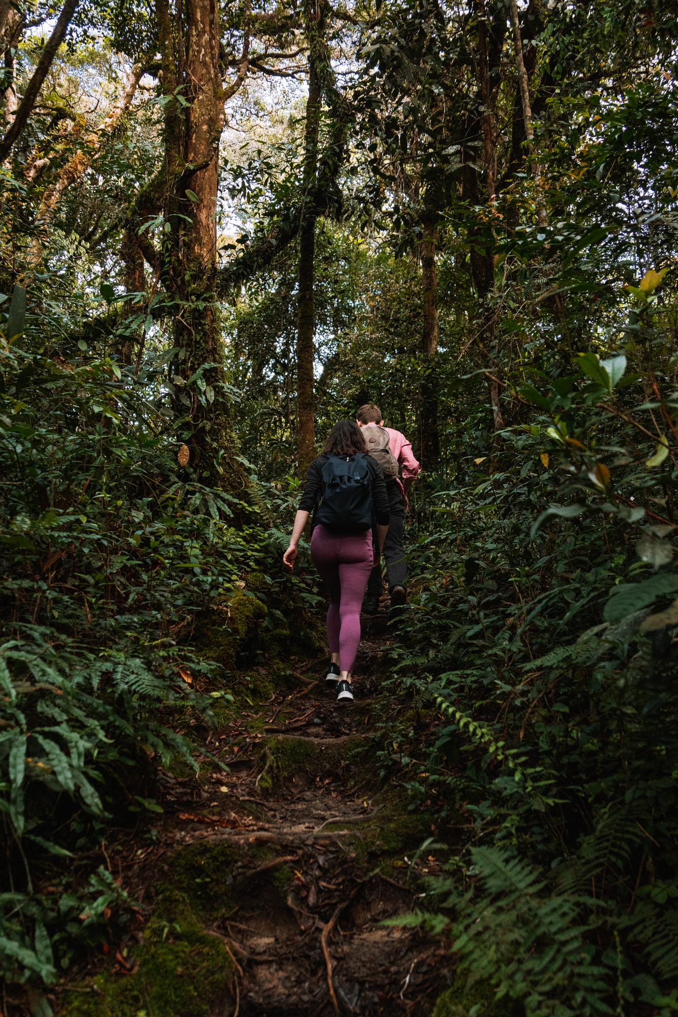 10 Things to Do in the Cameron Highlands in Malaysia