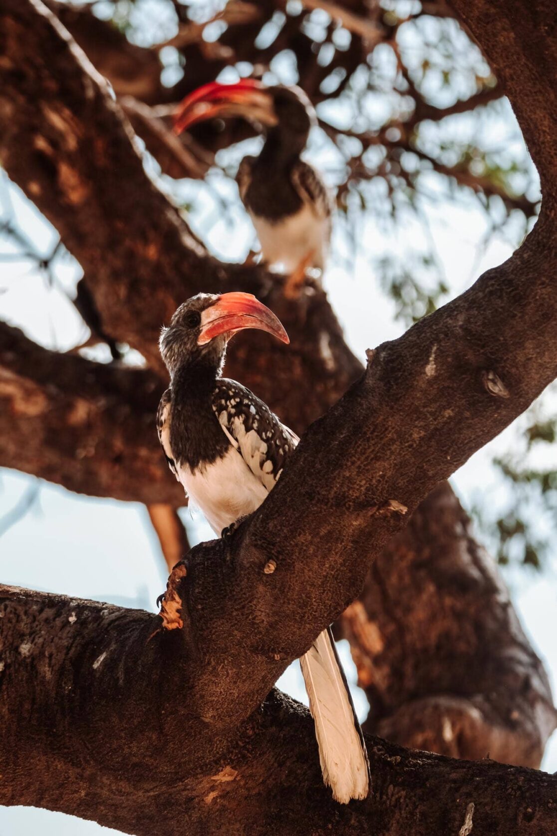 Visiting Spitzkoppe in Namibia? Here are 10 of The Best Tips!