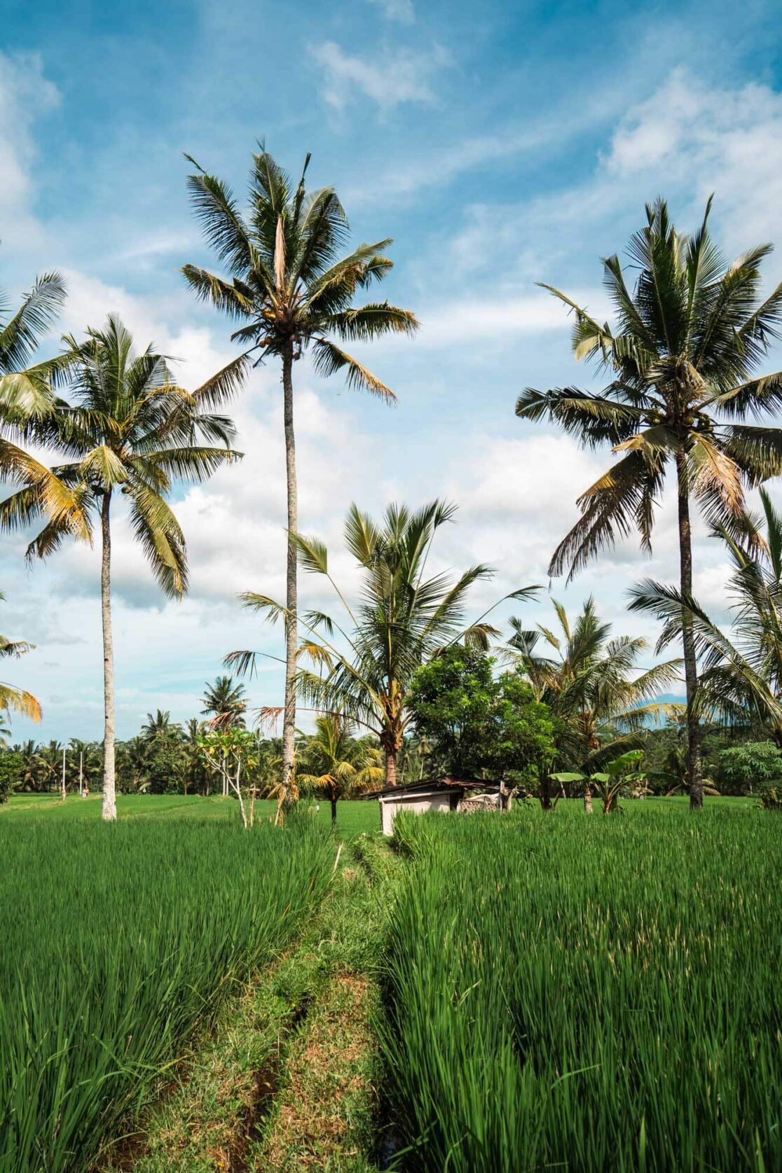 Best Time to Visit Bali: Difference Between the Rainy & Dry Season