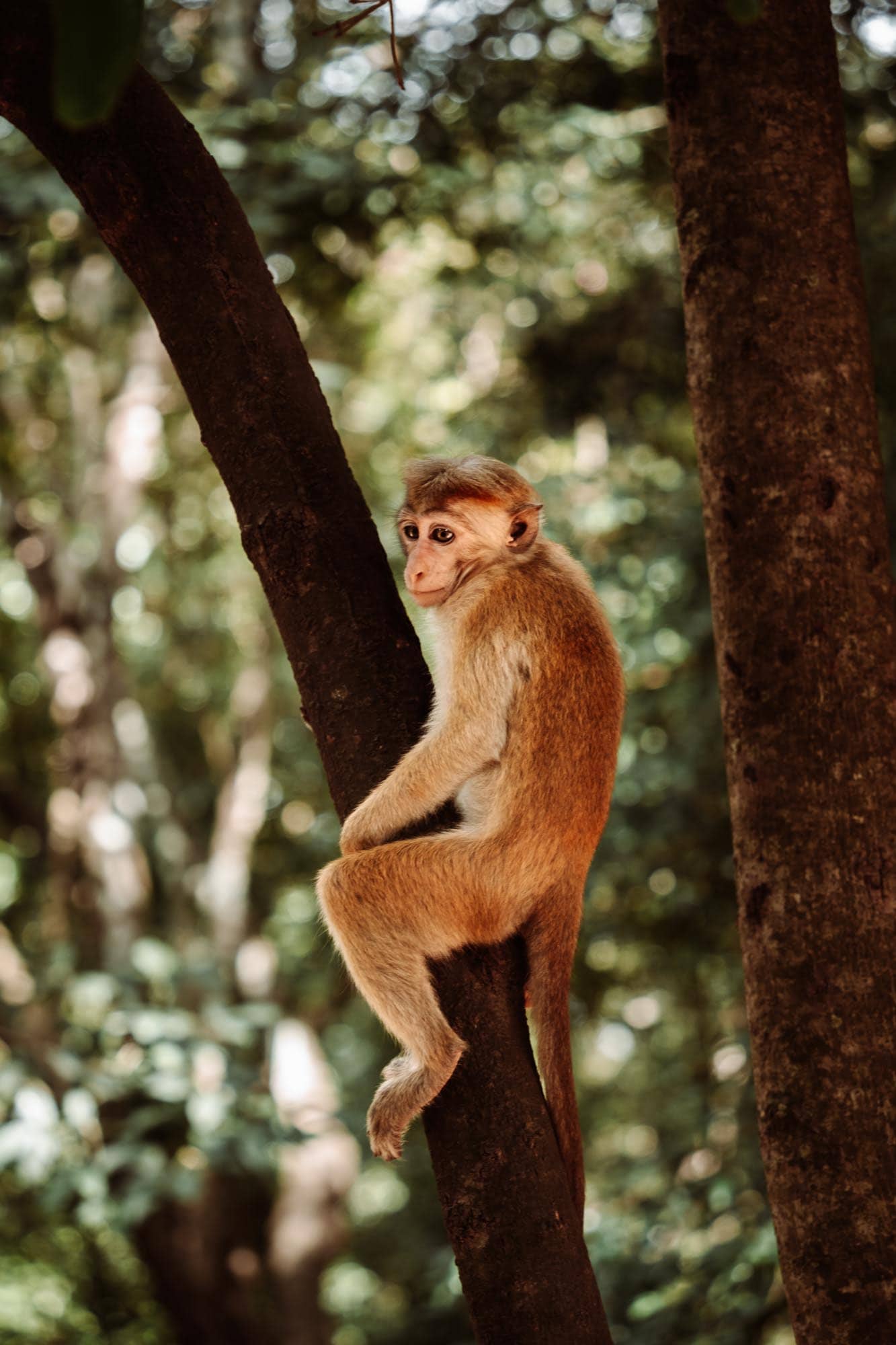 10 Tips for Visiting Wilpattu National Park in Sri Lanka