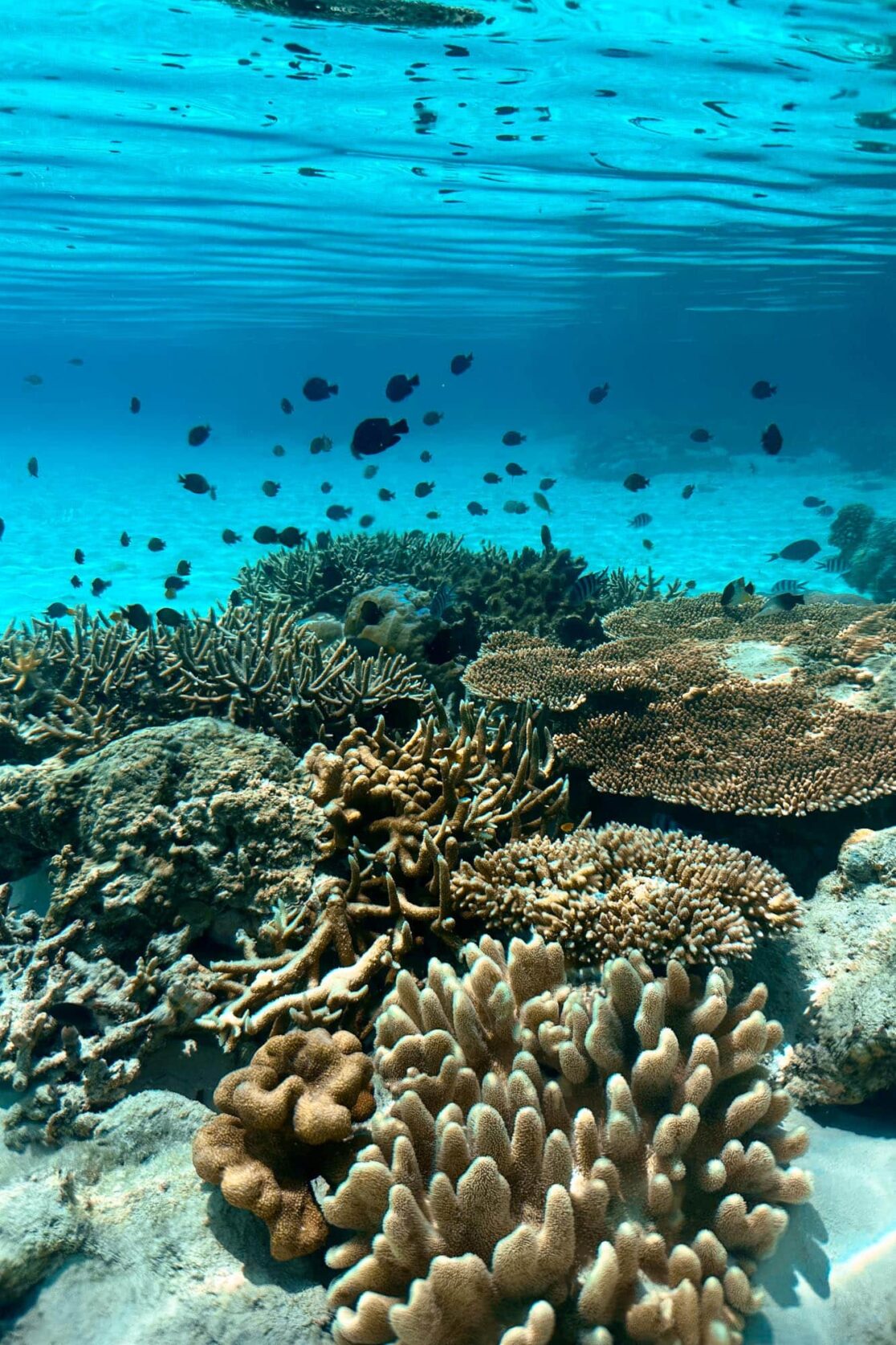 What to Know Before Visiting the Great Barrier Reef, Australia