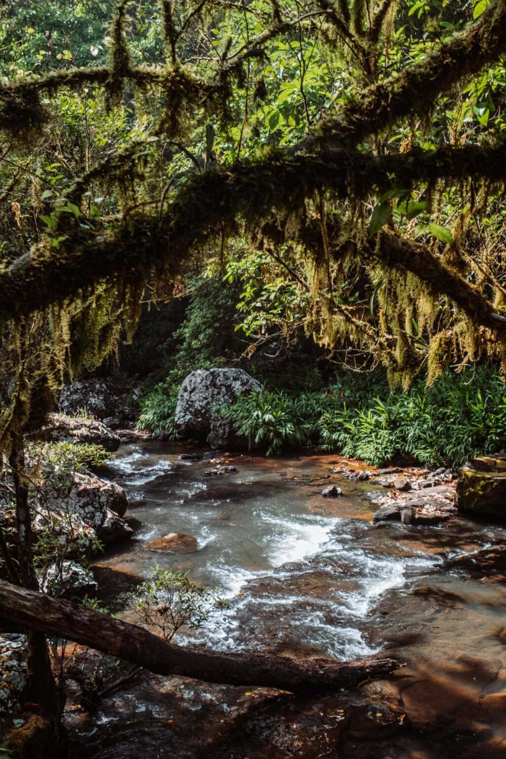 9 Things to Do in Atherton Tablelands, Australia + Itinerary