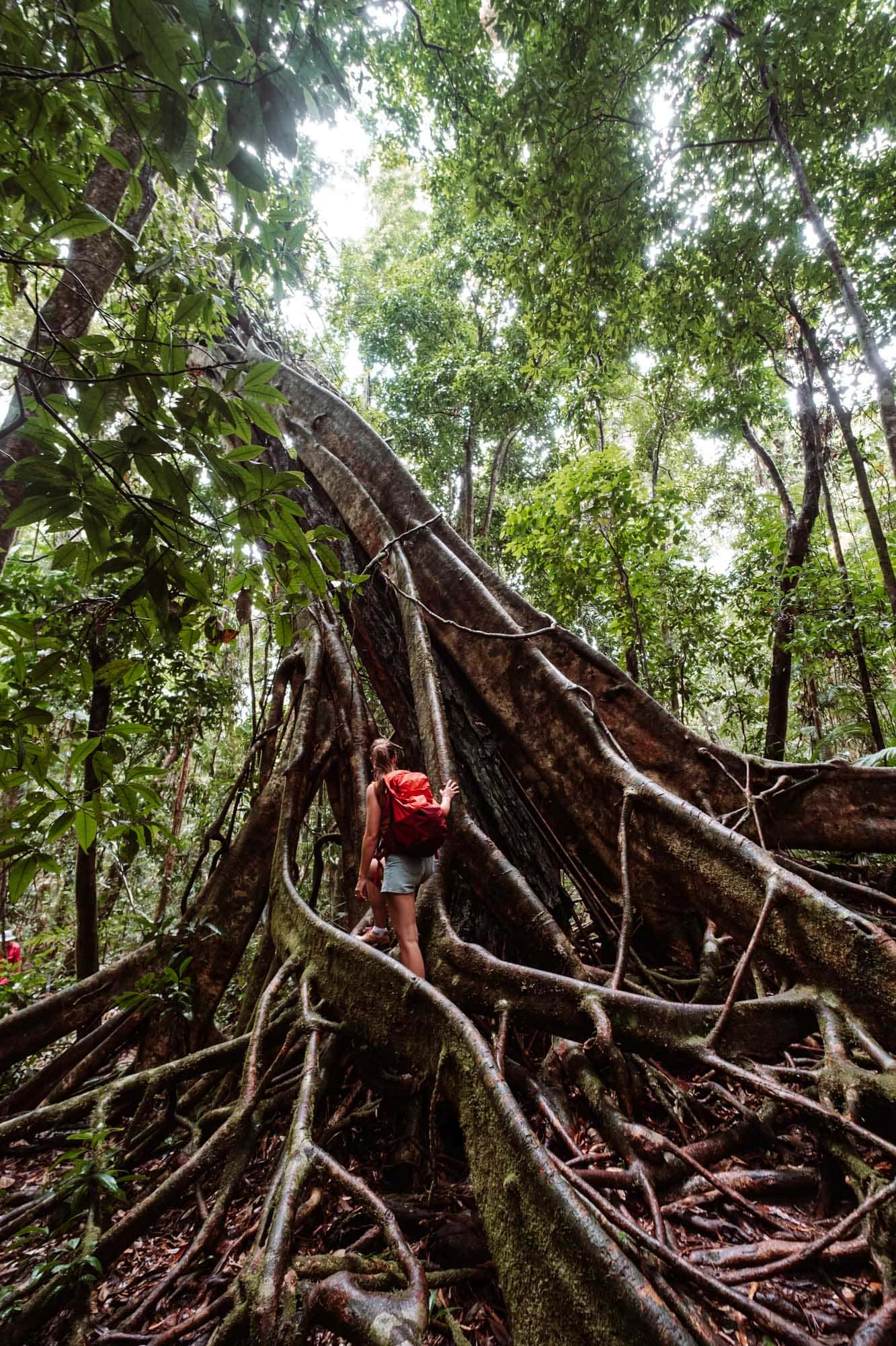 15 Things to Do in Daintree National Park & Cape Tribulation