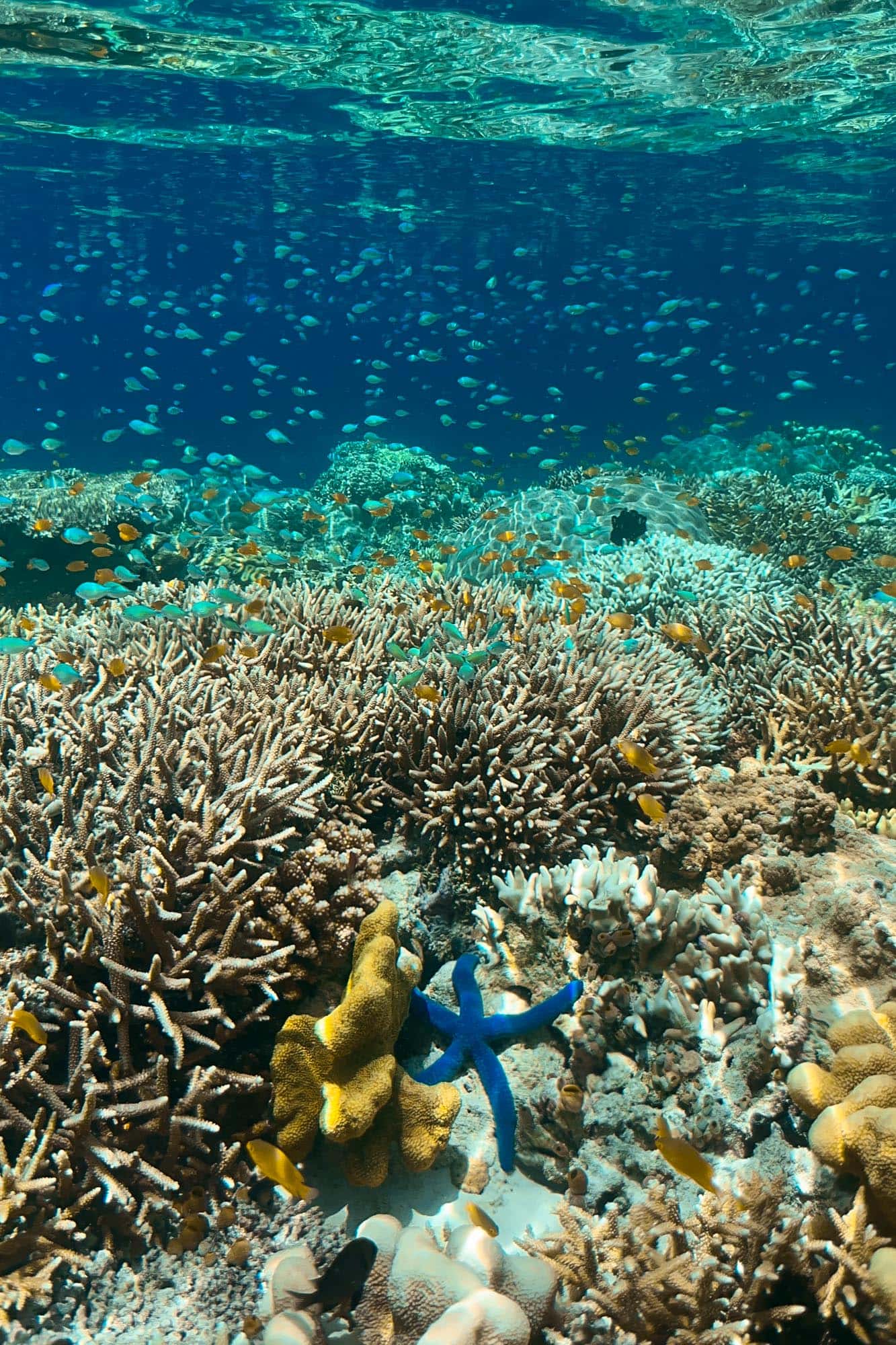 5 Things to Do on the Piaynemo & Fam Islands in Raja Ampat